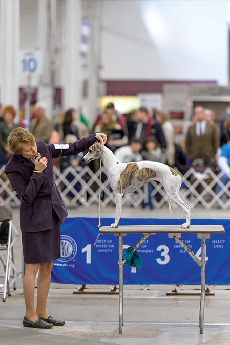 National Dog Show - The Hunt Magazine