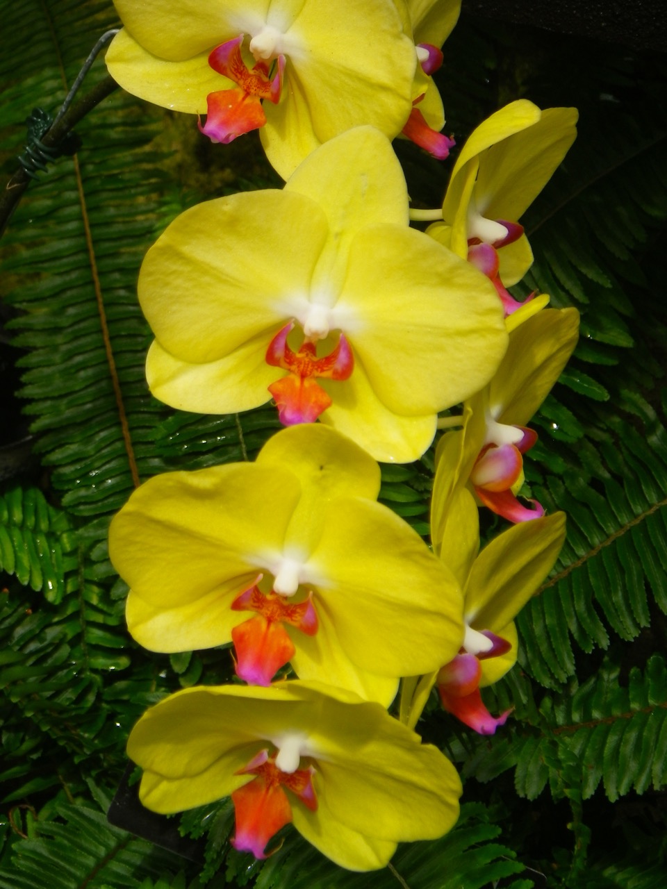 The Beginner's Guide to Growing Orchids - The Hunt Magazine
