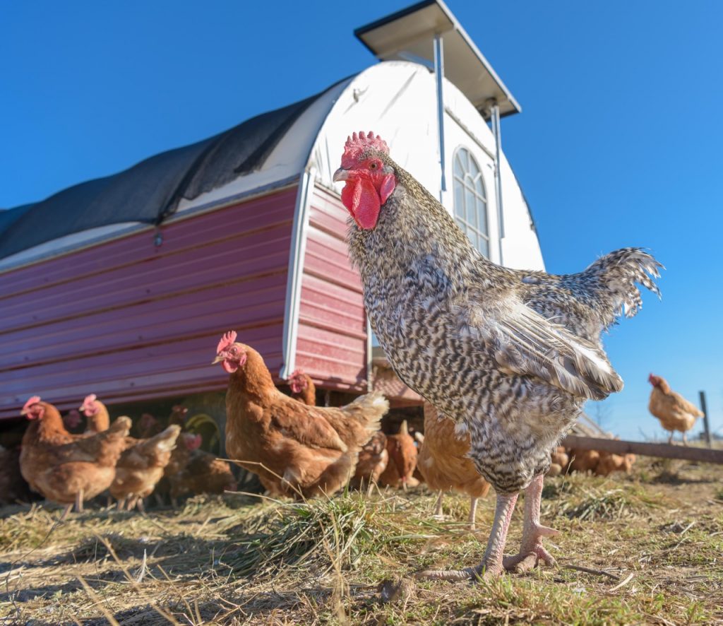 Wyebrook Farm's Innovative Model - The Hunt Magazine