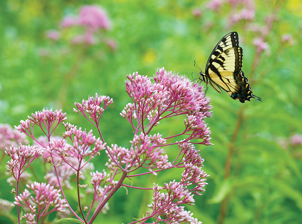 Chadds Ford's Hidden Oasis - The Hunt Magazine