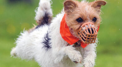 Inside the Jack Russell Terrier Races at the 29th Willowdale Steeplechase