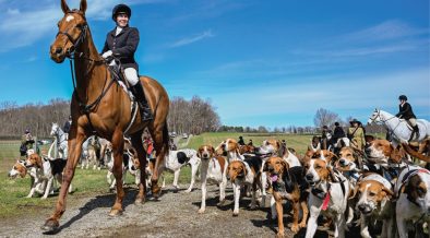Mr. Stewart’s Vixen Hunt Puts Ladies in the Lead